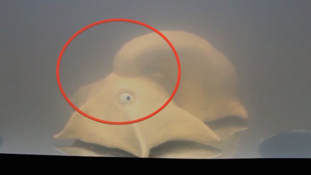 Homunculus created by Russian Youtuber Kortney - Mundo Seriex